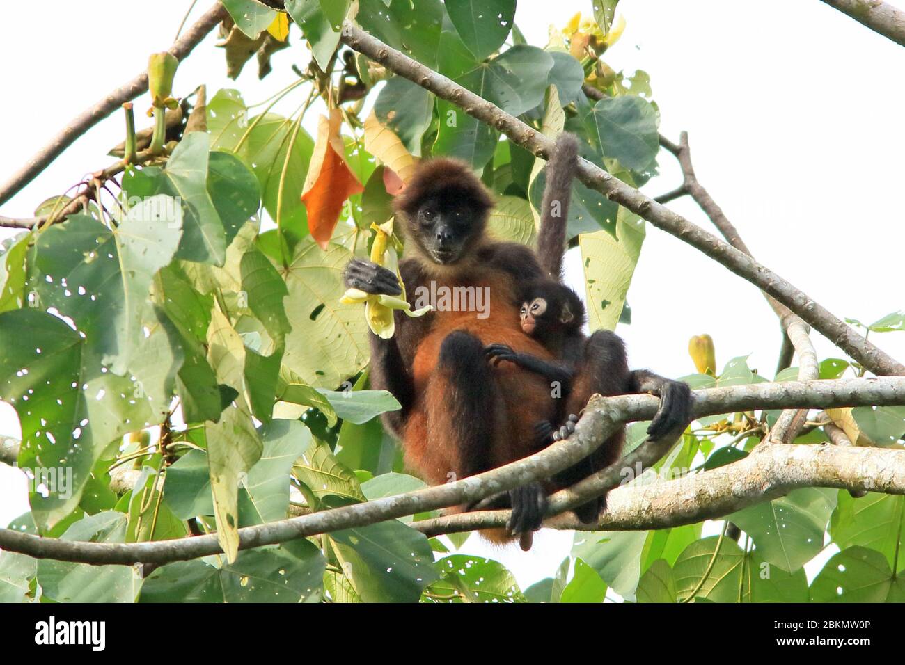 Spider monkey eating hi-res stock photography and images - Alamy
