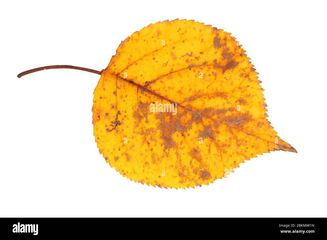 Autumn leaf isolated on white background Stock Photo - Alamy