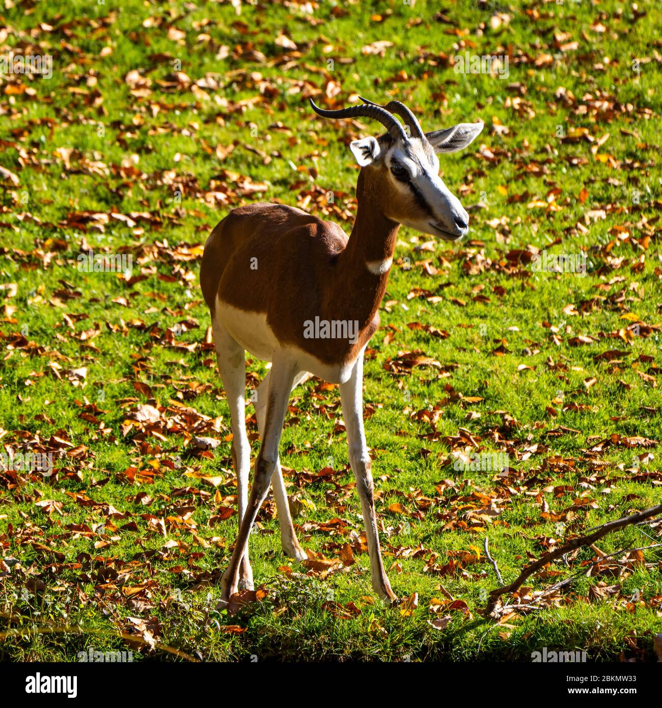 Dama gazelle, Gazella dama mhorr or mhorr gazelle is a species of ...
