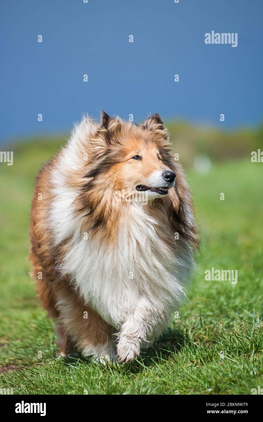 Beautiful long haired fluffy rough collie standing at a green field ...