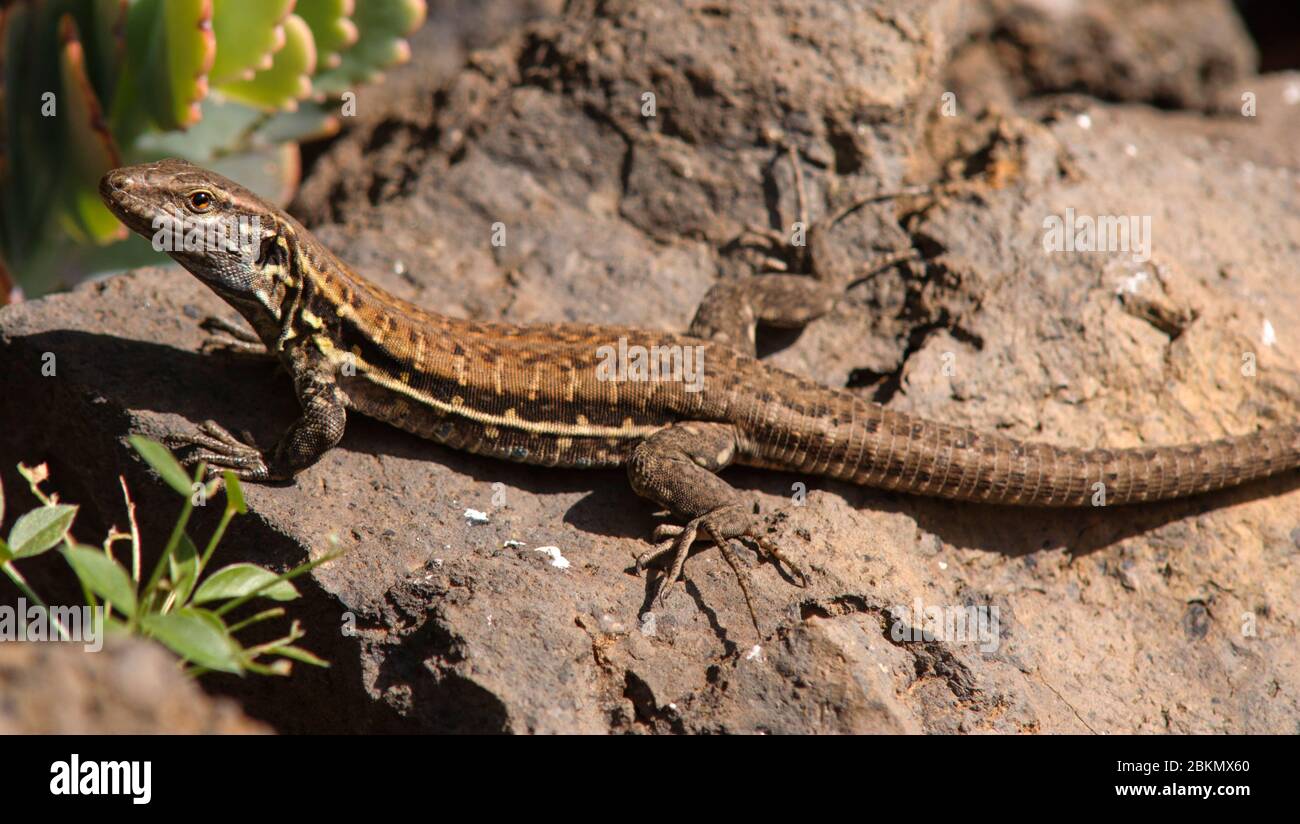 Gallotia galloti palmae hi-res stock photography and images - Alamy