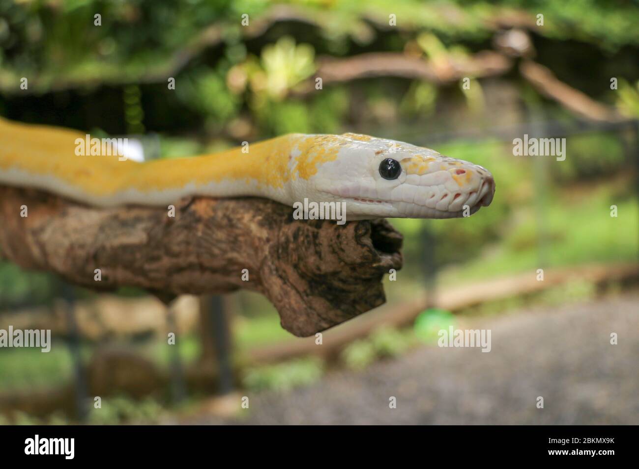 Adult individual snake strangler on dry branch. Close up of a yellow ...
