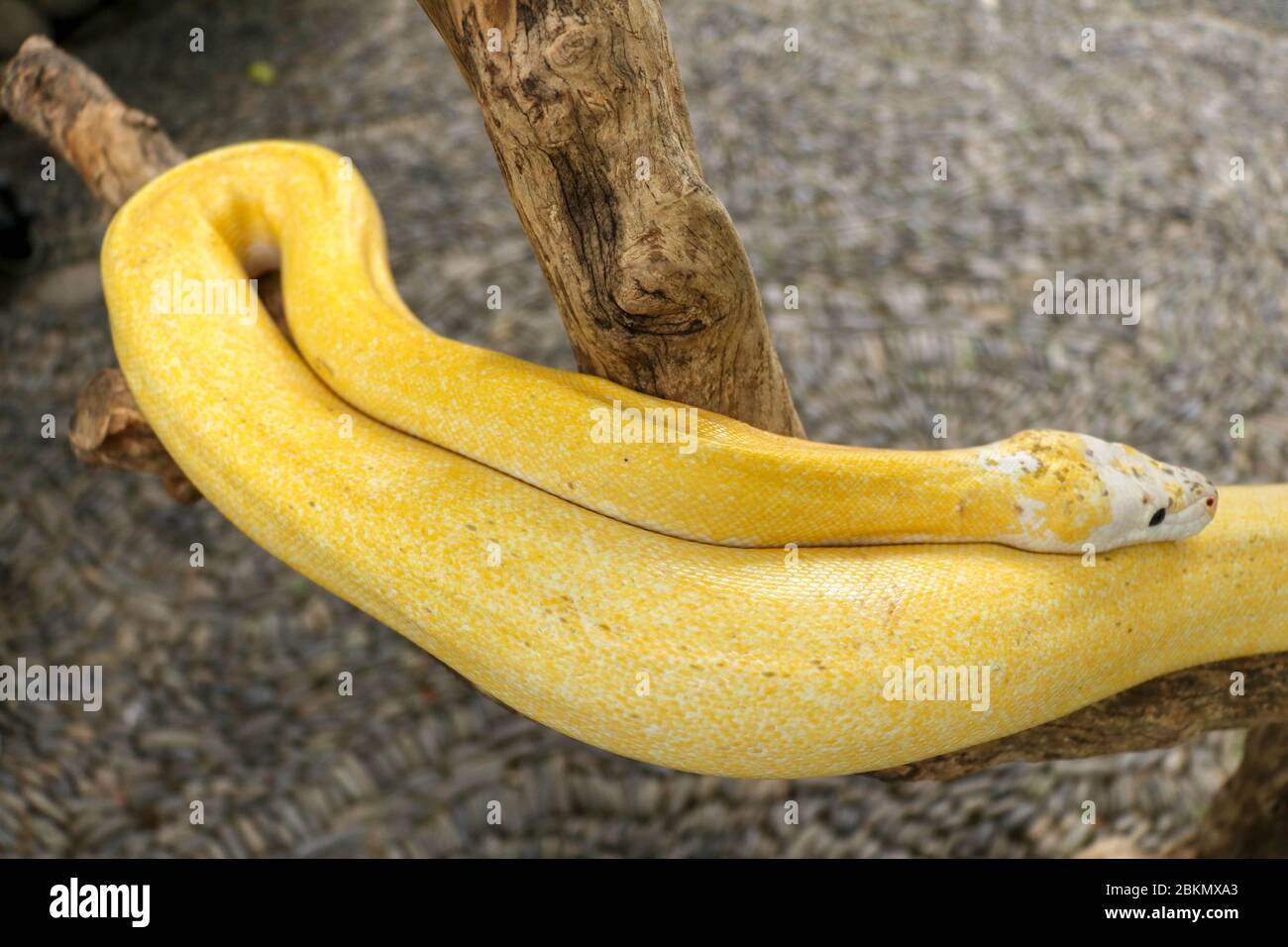 Adult individual snake strangler on dry branch. Close up of a yellow ...