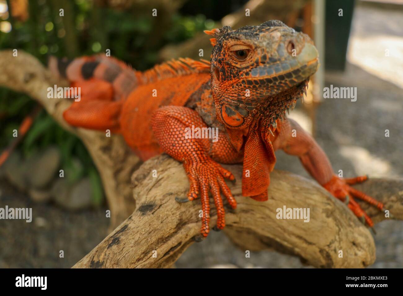 Close-up Head of Reptile. Young male Red Iguana detail of an iguana ...