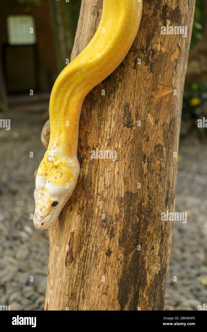 Adult individual snake strangler on dry branch. Close up of a yellow ...