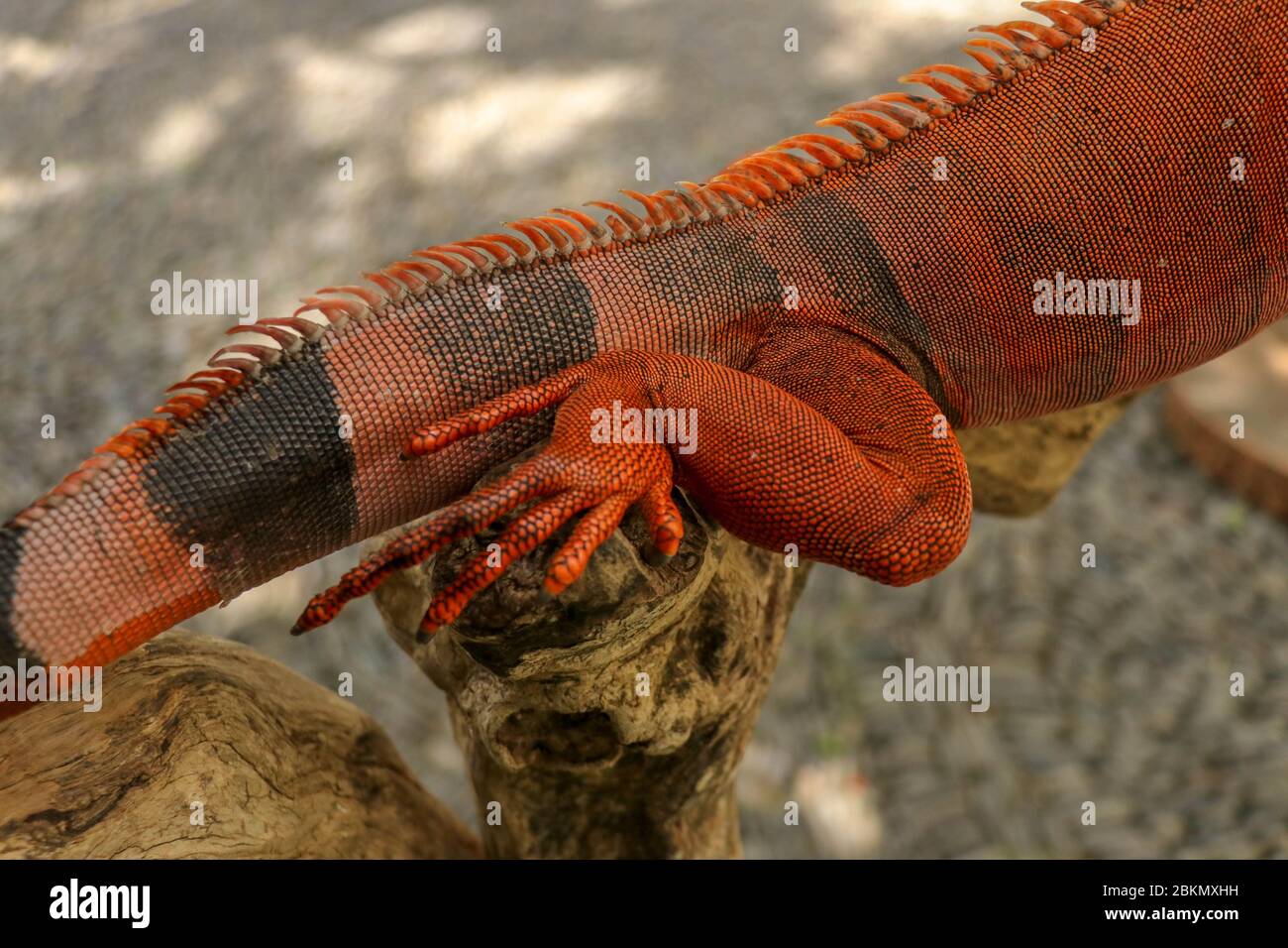 Iguana toes hi-res stock photography and images - Alamy