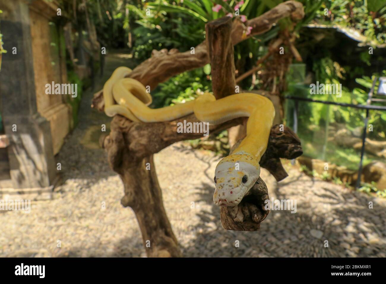 Adult individual snake strangler on dry branch. Close up of a yellow ...