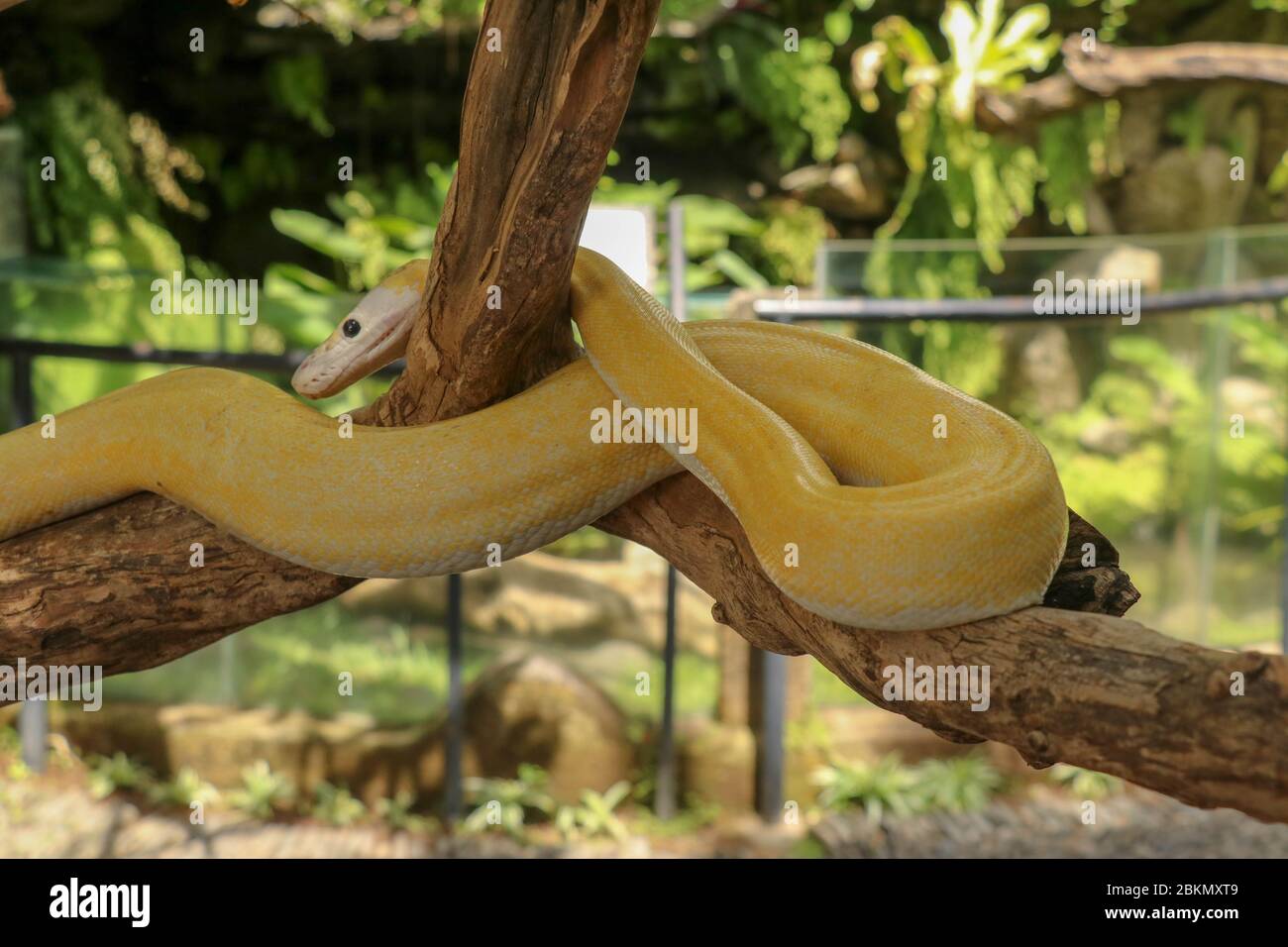 Adult individual snake strangler on dry branch. Close up of a yellow ...