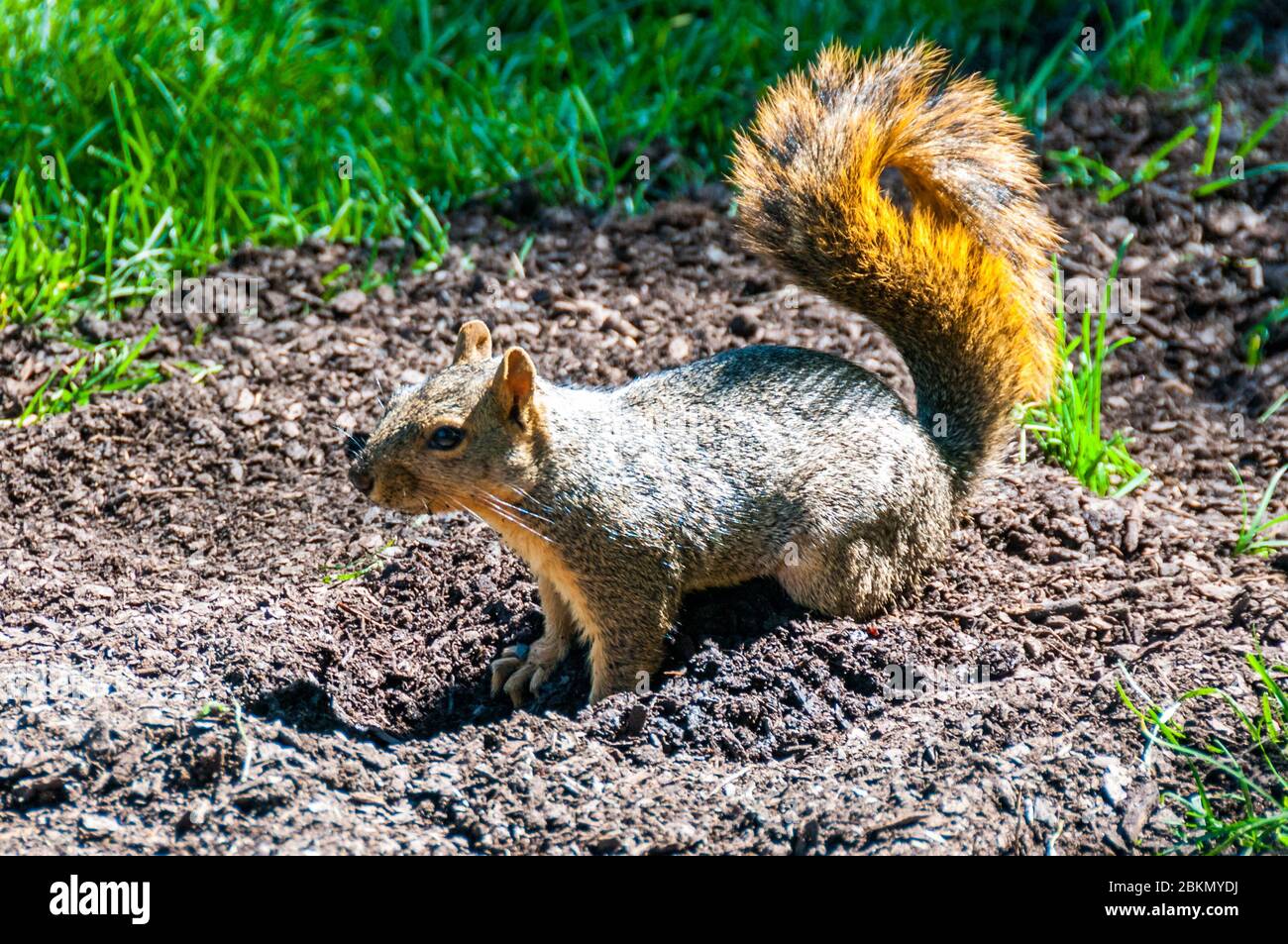 A fox squirrel foraging for food around the park at the Colorado State ...