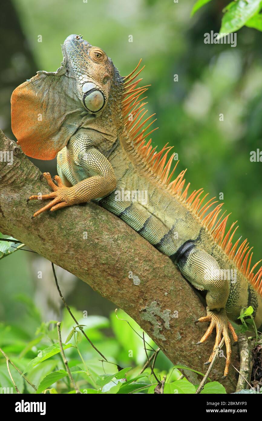 Male Green Iguana (Iguana iguana) displaying throat dewlap in ...