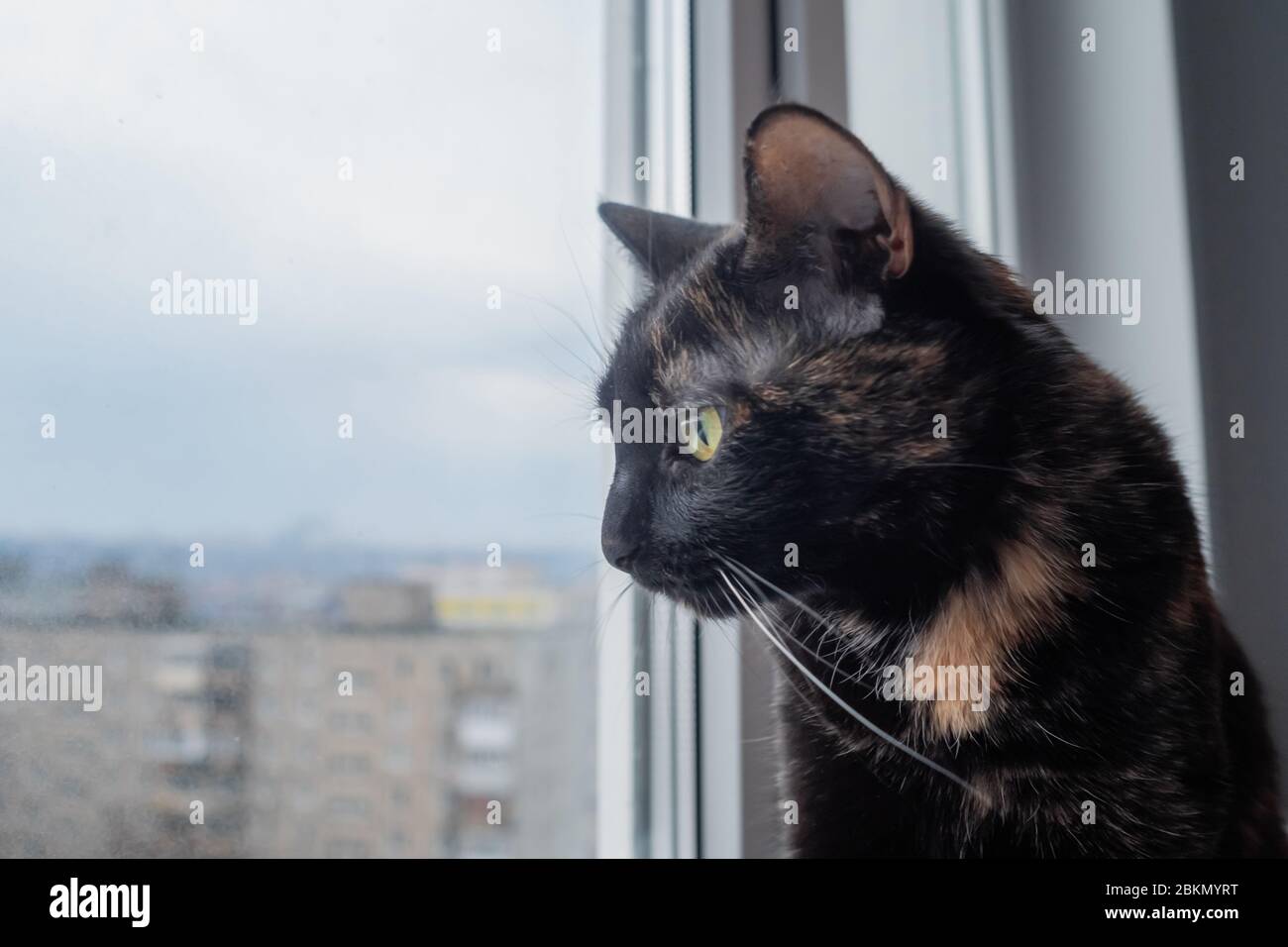 Side view: portrait of black cat with wide open eyes sitting on ...