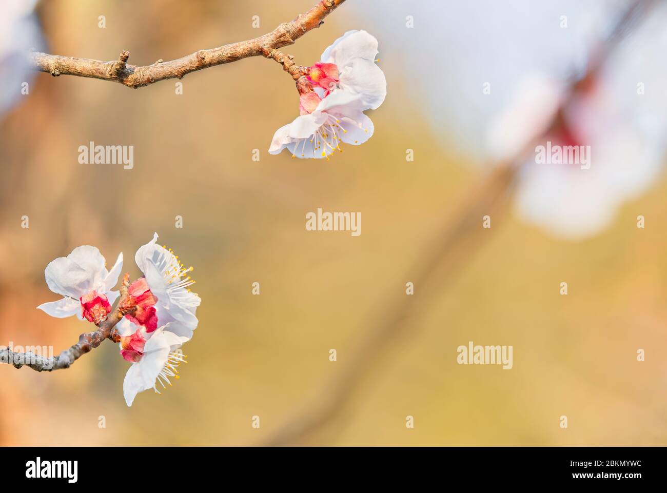 Close-up on white plum trees in bloom on a bokeh background in the ...