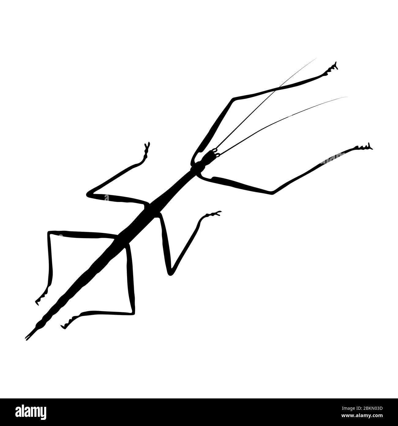 Stick insect zoo Stock Vector Images - Alamy