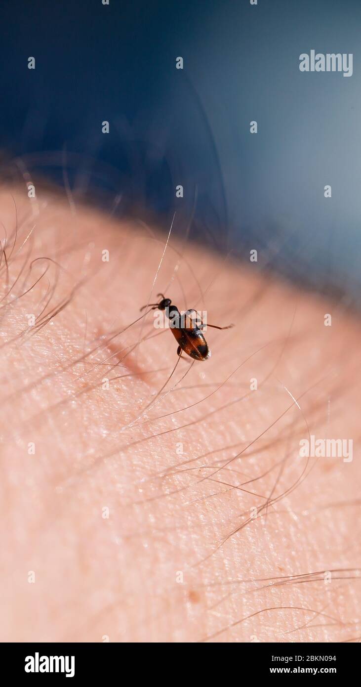 A small black insect sits on a hand close-up. Insect in the palm of ...