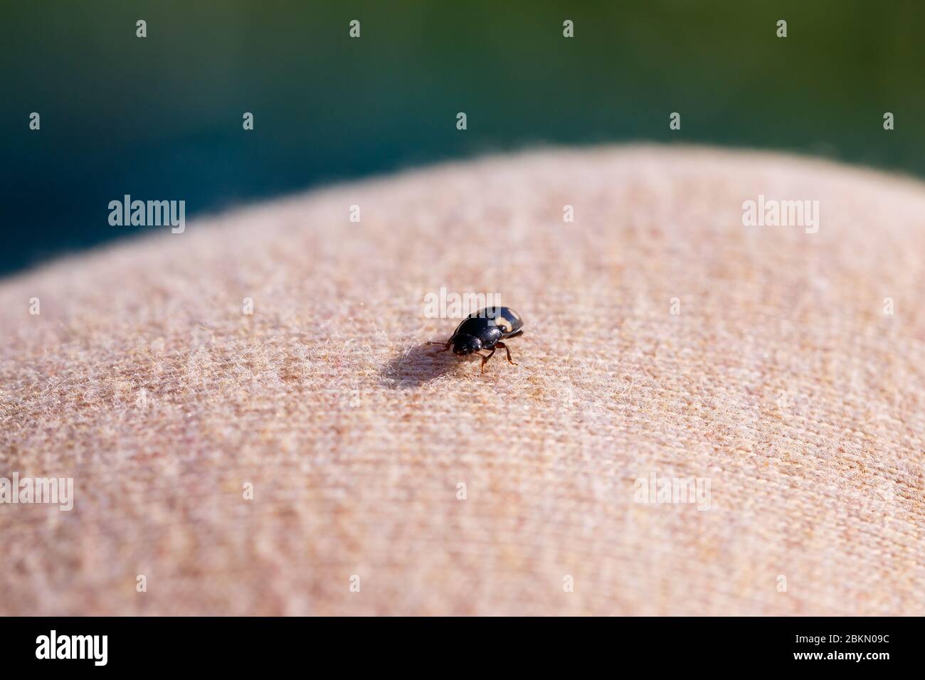 A small black insect sits on a hand close-up. Insect in the palm of ...
