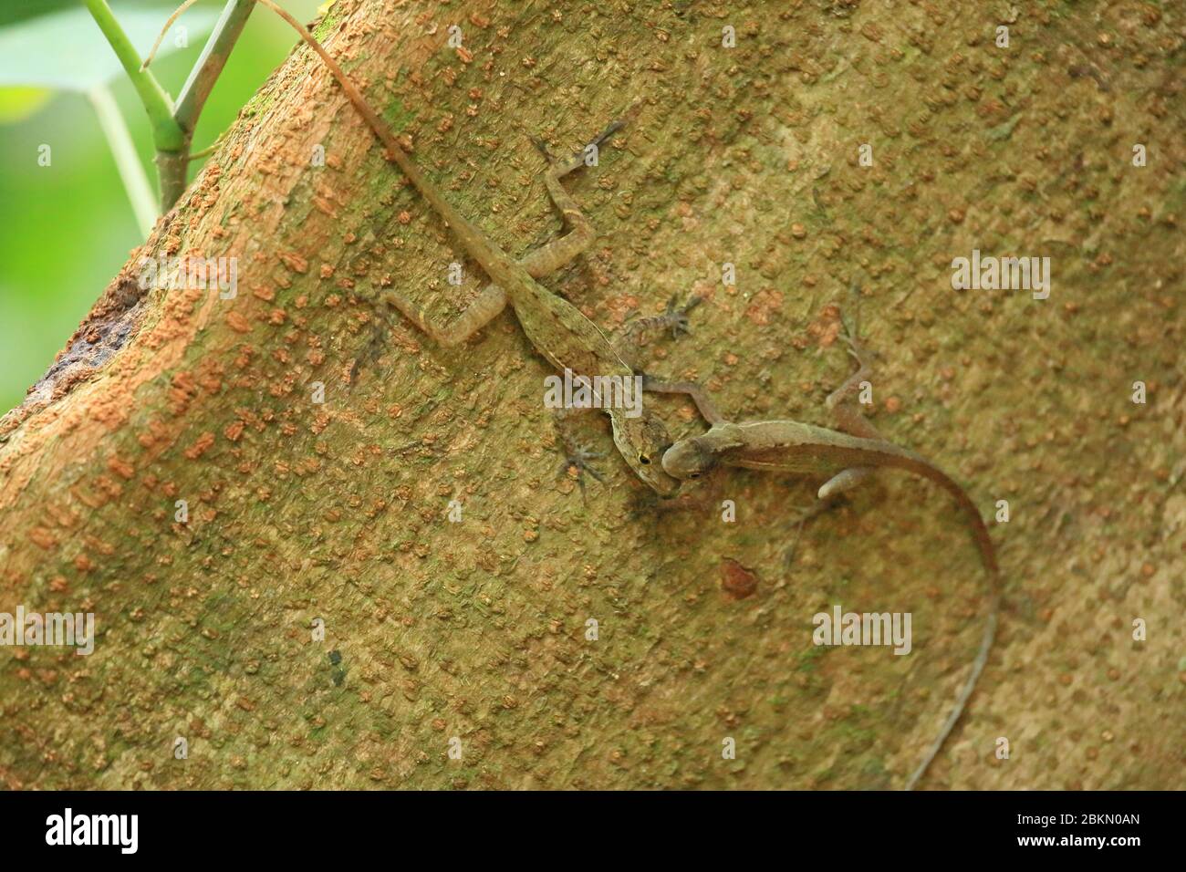 Male Golfo Dulce Anole lizards (Anolis polylepis) fighting. Corcovado ...
