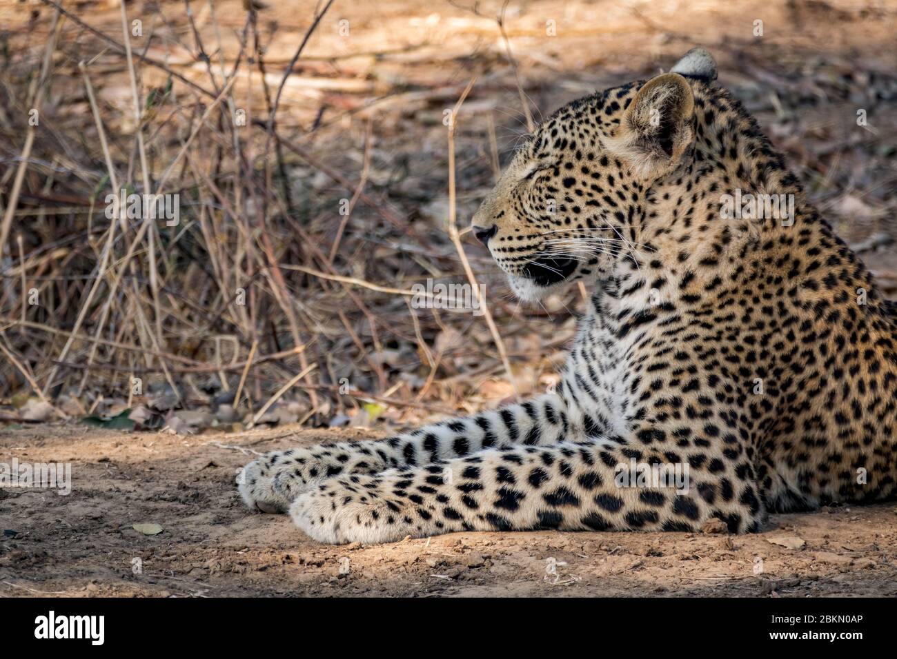 Leopard napping hi-res stock photography and images - Alamy