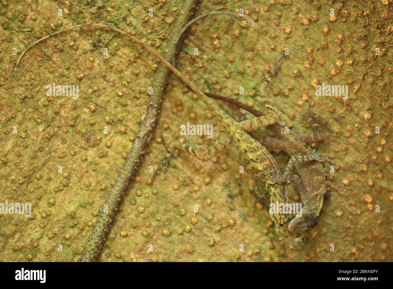 Costa rica lizards hi-res stock photography and images - Alamy