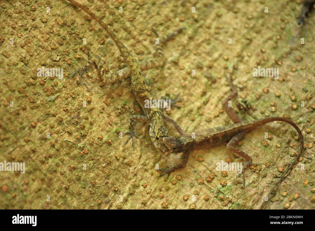 Costa rica lizards hi-res stock photography and images - Alamy