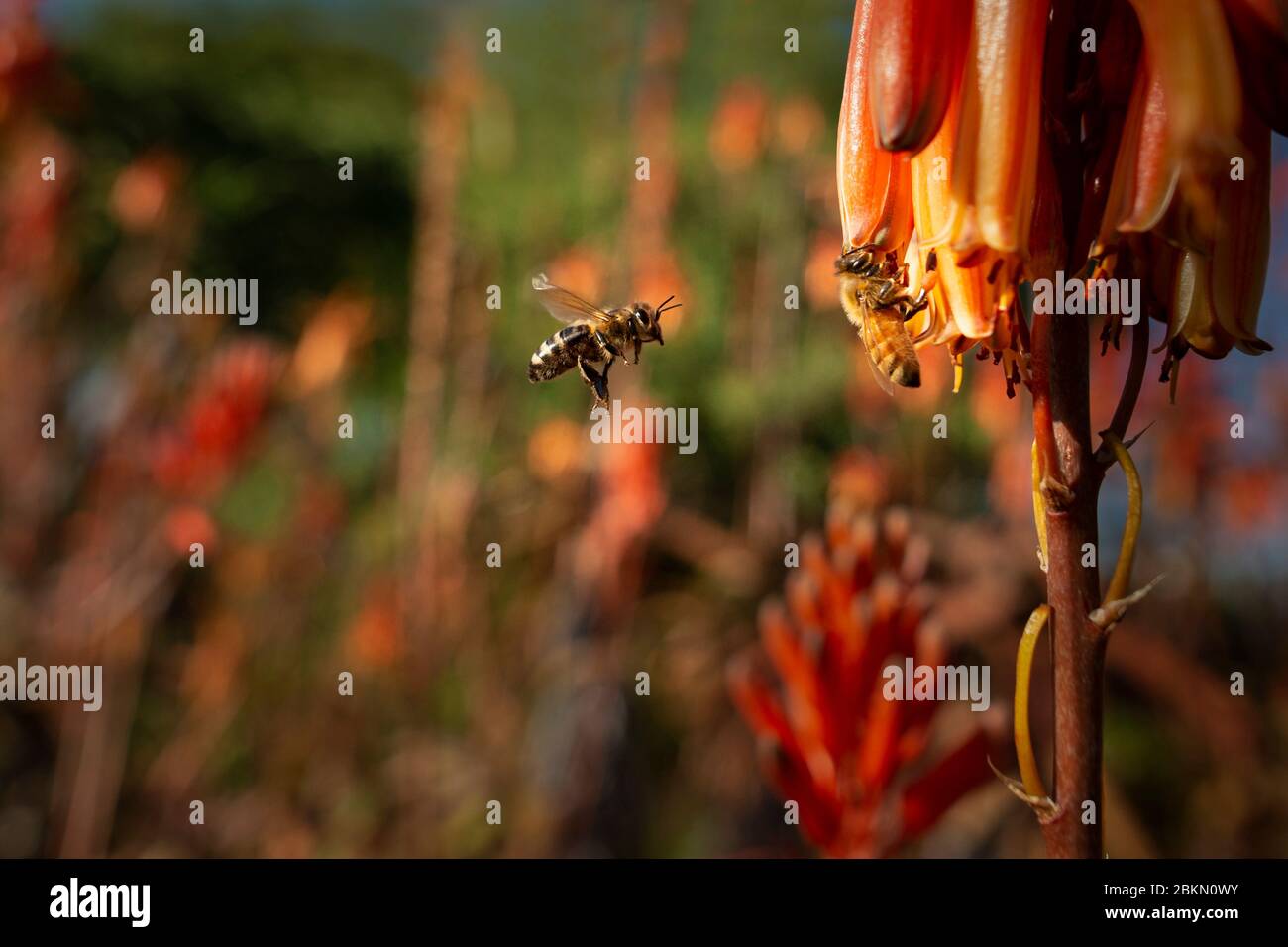 Honey bee flying towards flower hi-res stock photography and images - Alamy