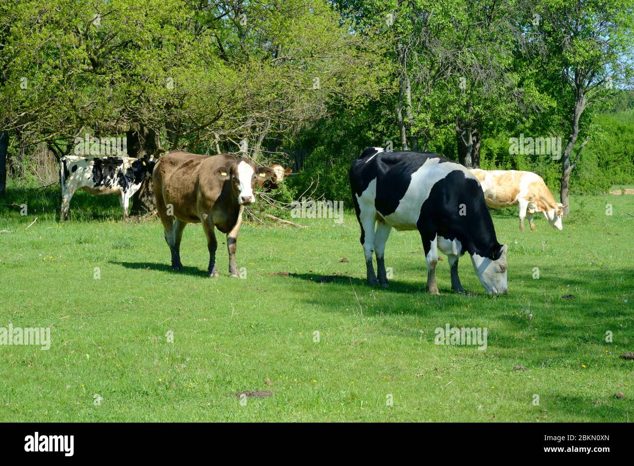 holstein cows grazing in large field in a rural countryside area zala ...