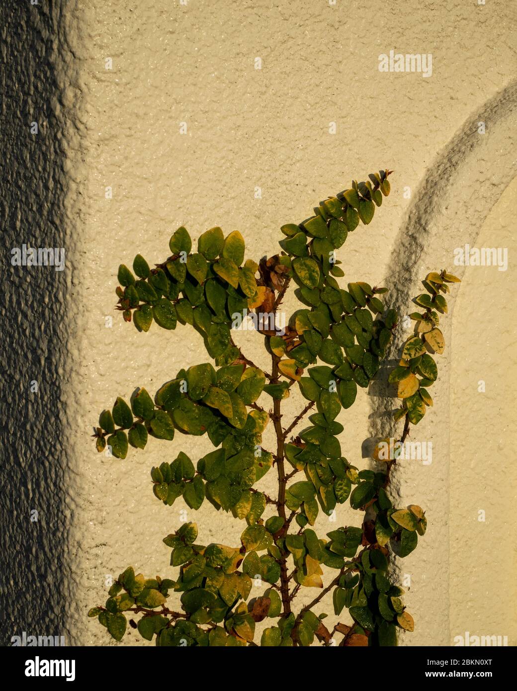 Ficus pumila hi-res stock photography and images - Alamy