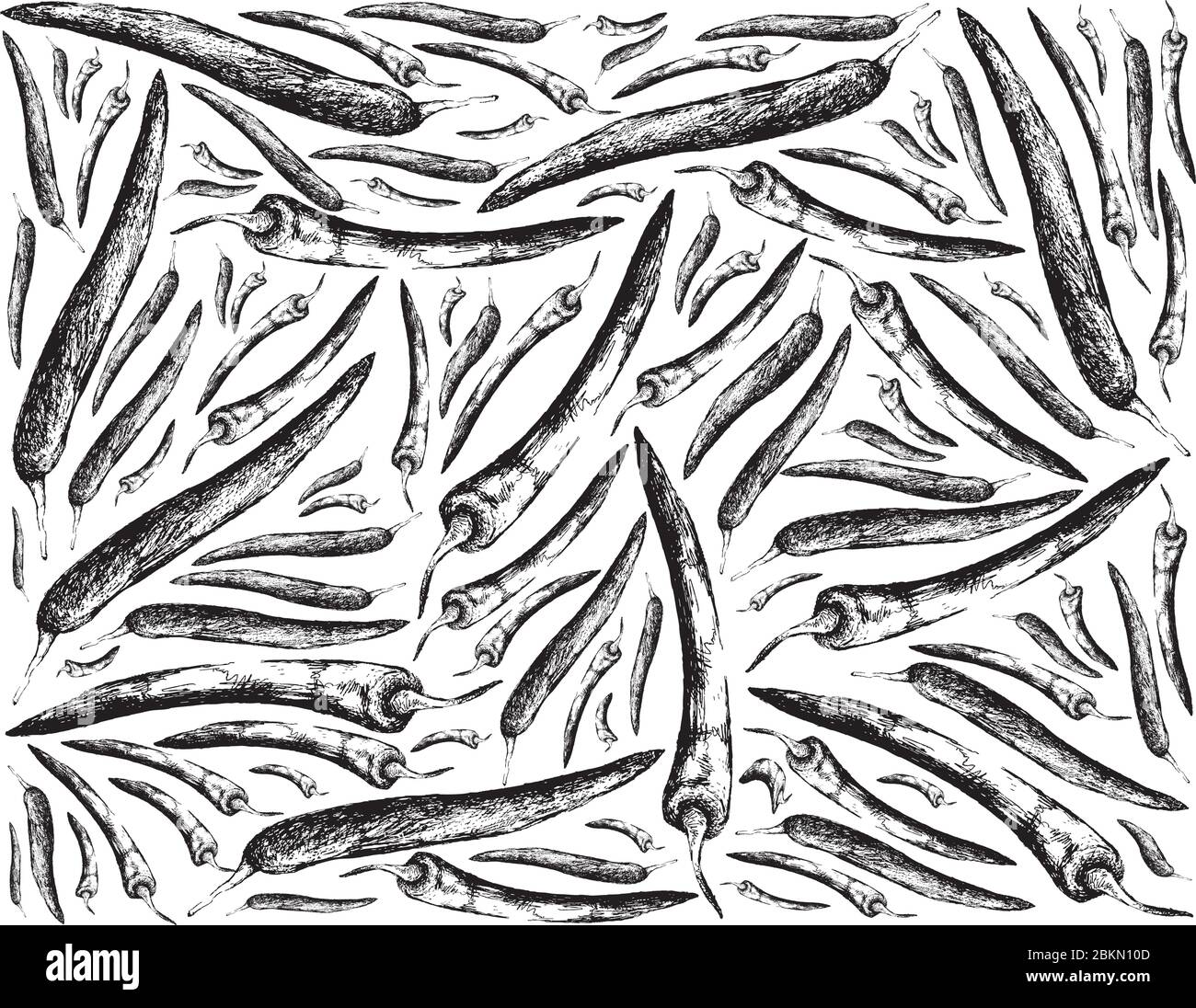 Herbal Plants, Illustration Background of Hand Drawn Sketch Red Chili ...