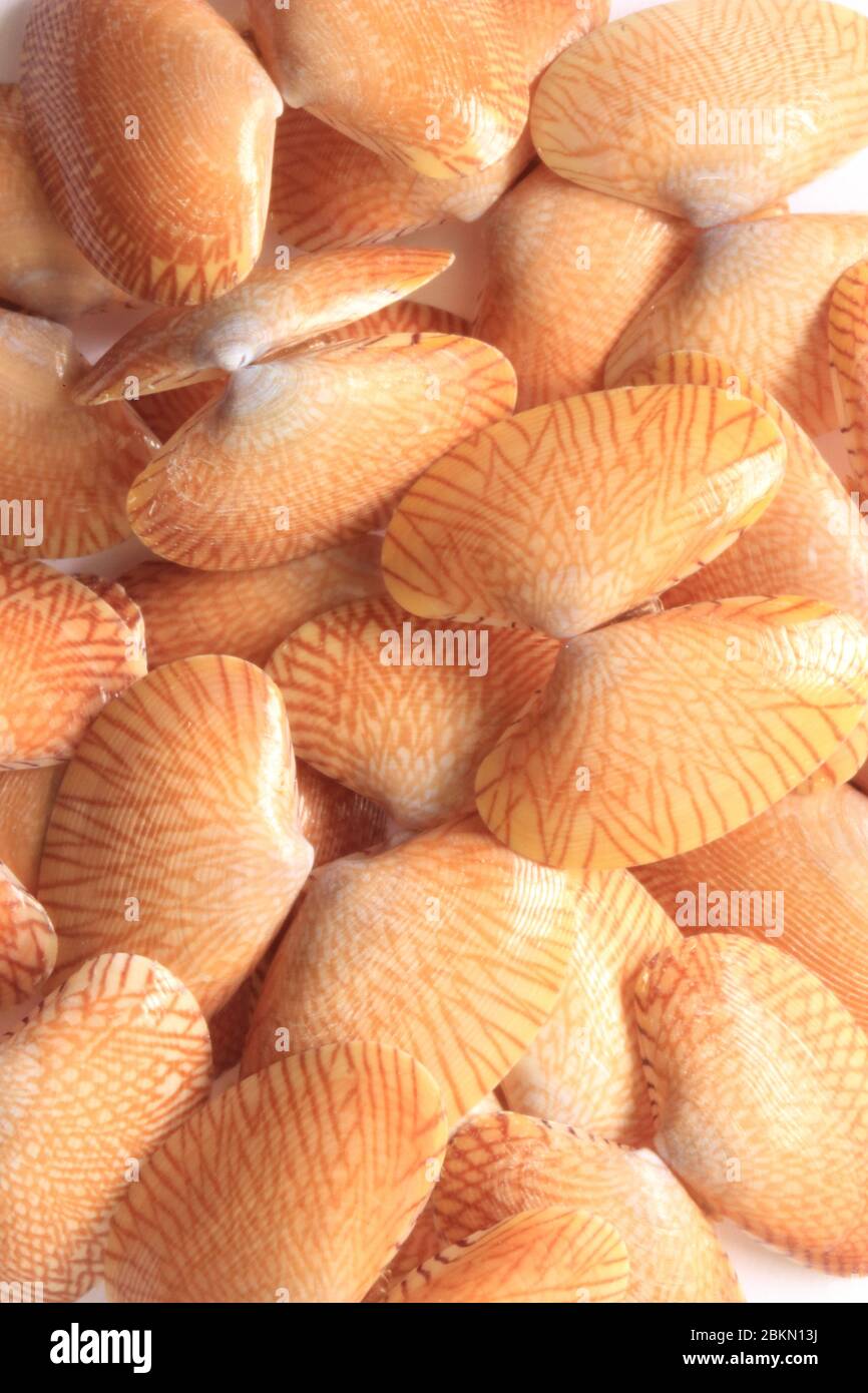 Stacked shells hi-res stock photography and images - Alamy