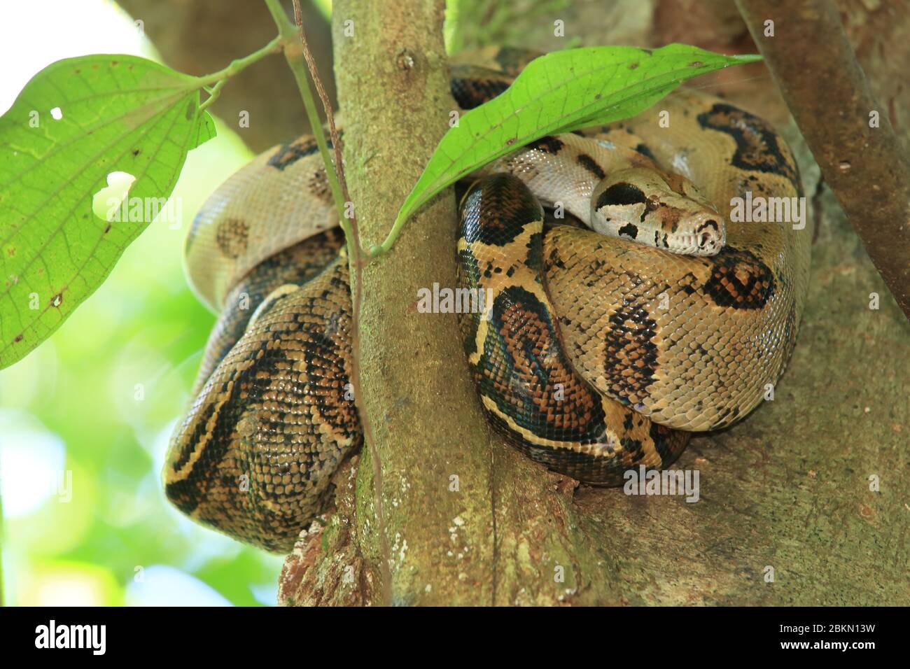 Boa constrictor (Boa imperator) coiled in rainforest tree. Corcovado ...