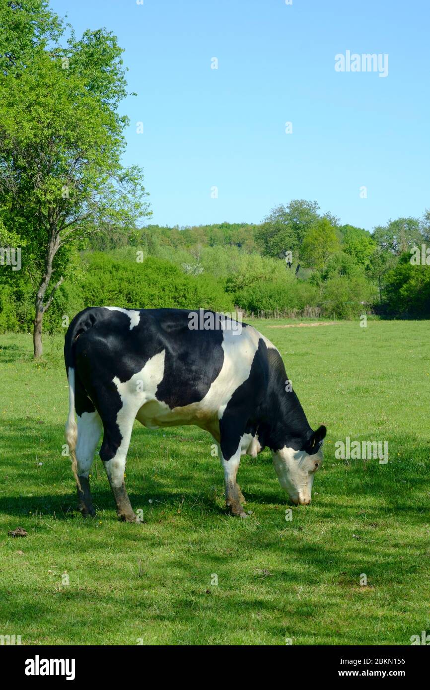 Holstein heifer hi-res stock photography and images - Alamy