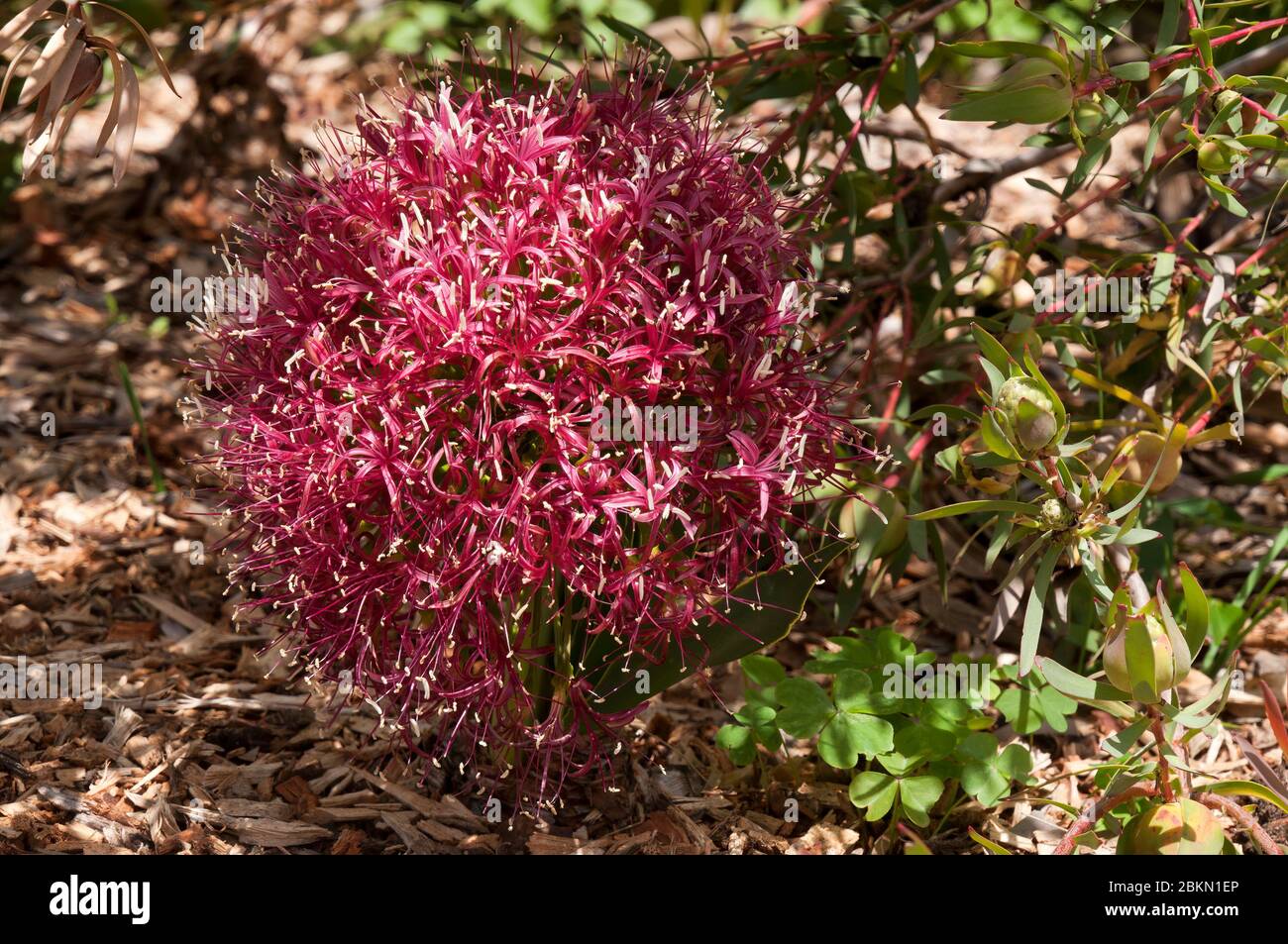 Sydney Australia, head of pink flowers of a Boophone disticha or ...
