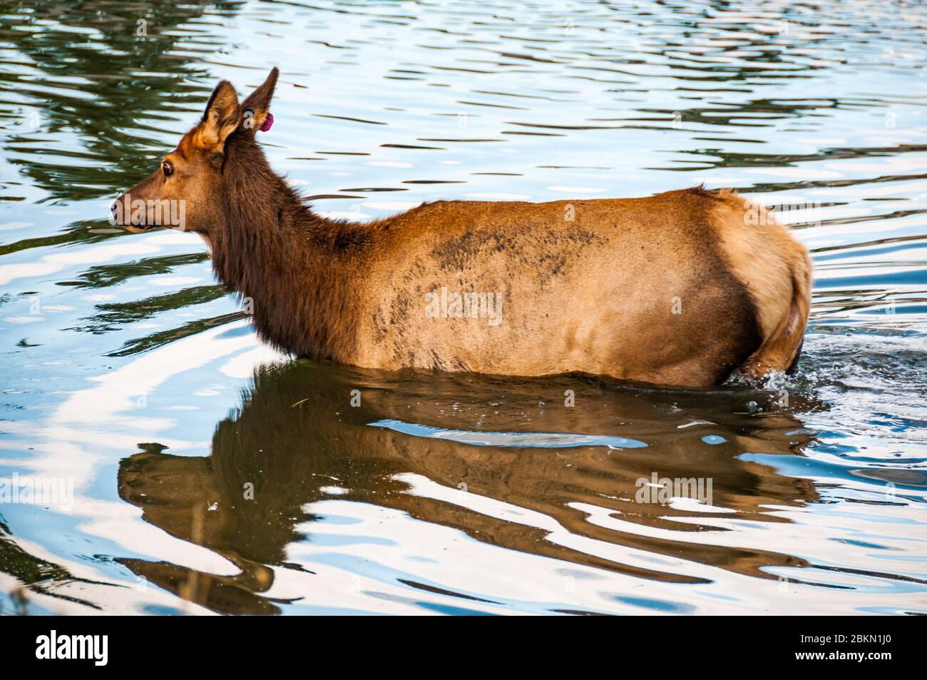 Colorado elk family hi-res stock photography and images - Alamy
