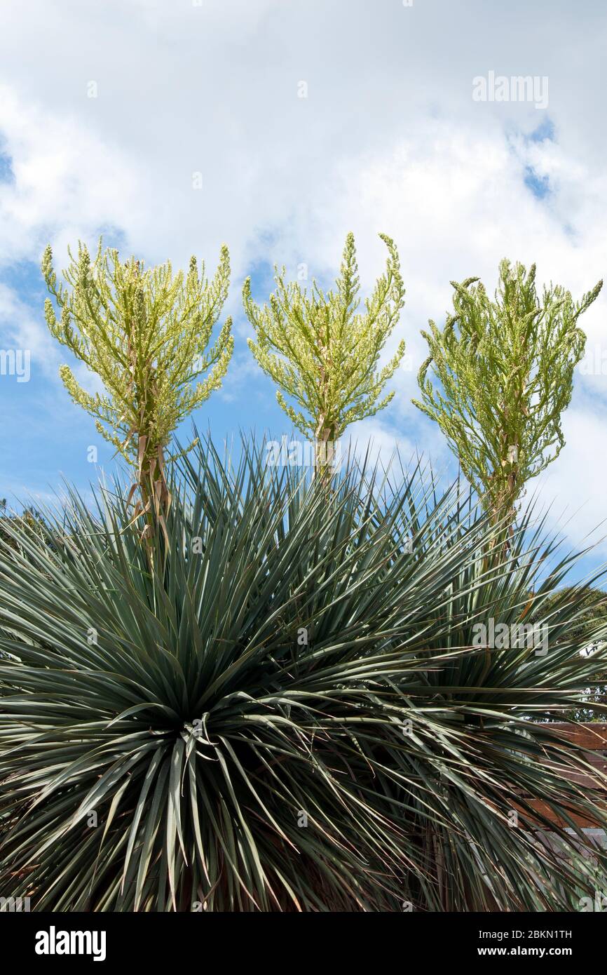 Sydney Australia, top of yucca trees with 3 stems with buds Stock Photo ...