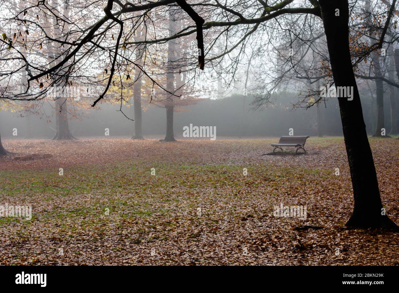 Empty of leaves hi-res stock photography and images - Alamy