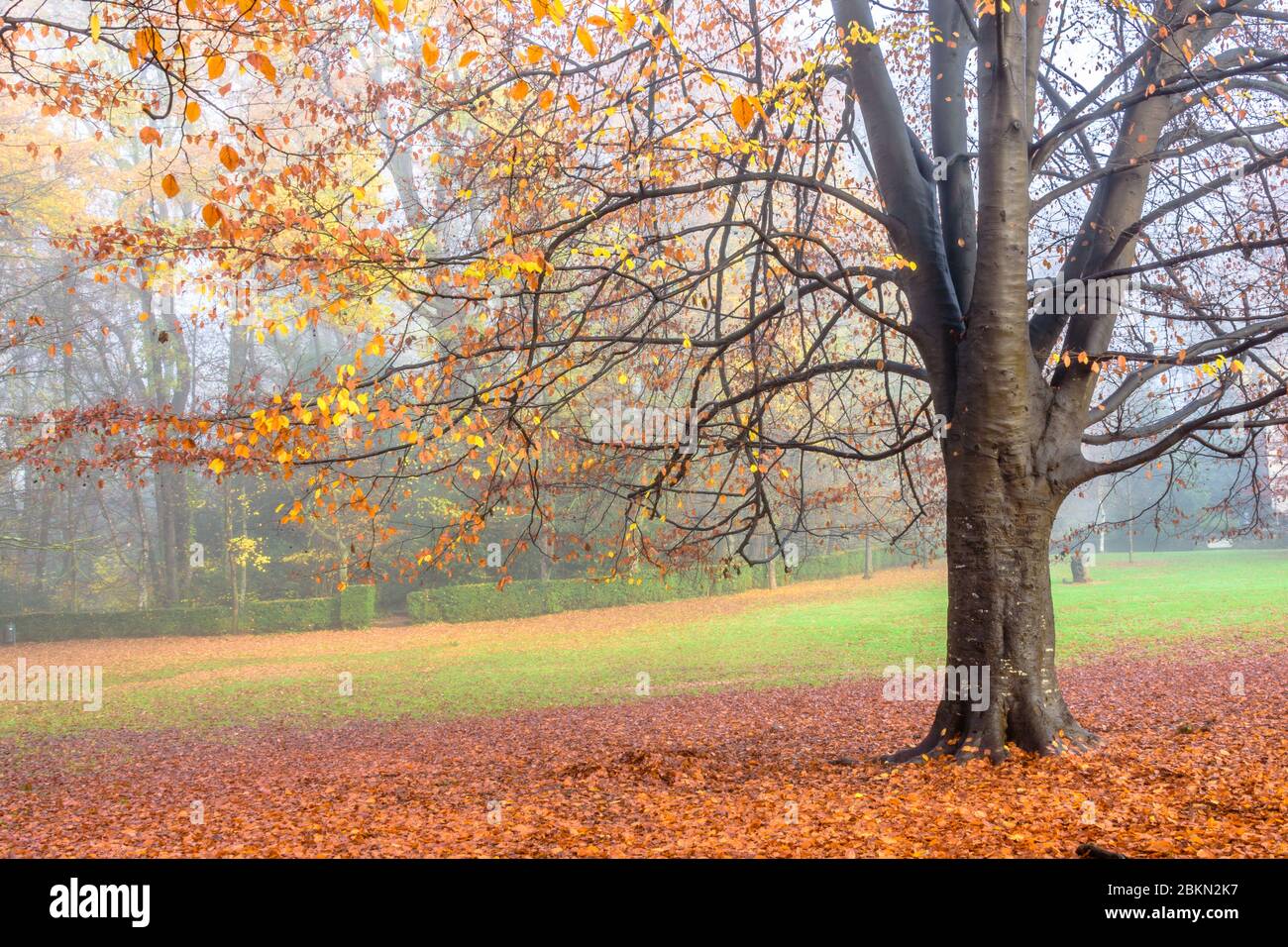 Colorful trees in the park Stock Photo - Alamy