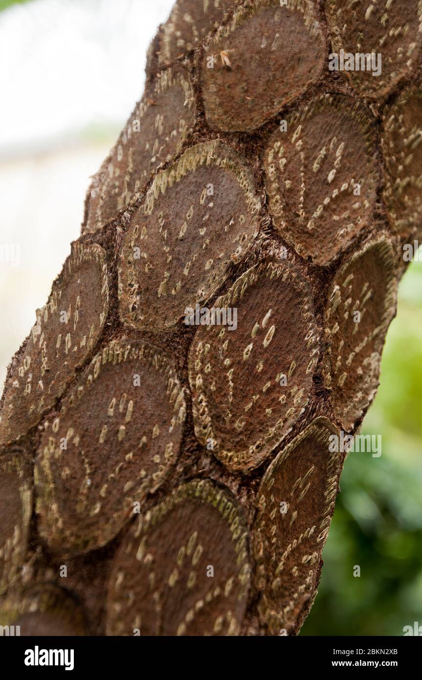 Sydney Australia, close-up of pattern on trunk of a cyathea cooperi or ...