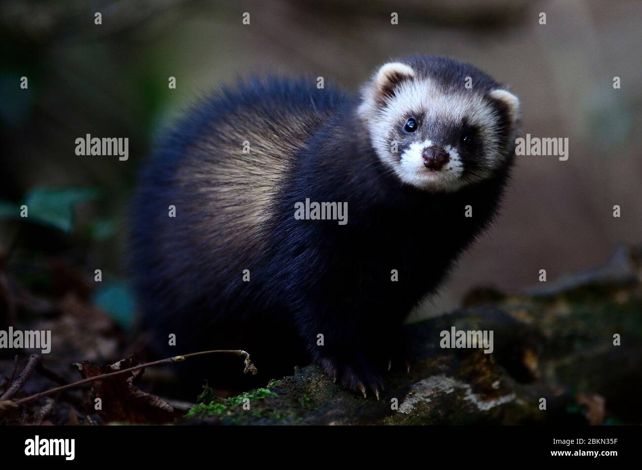 Polecat hunting along hedgerow Stock Photo - Alamy