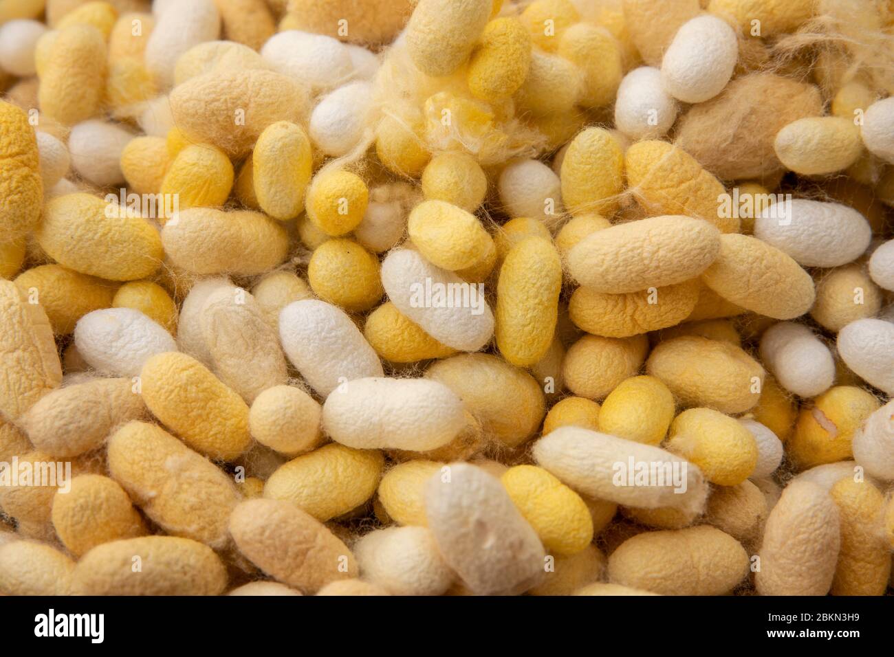 Yellow and white silk cocoons in Konavle, Dalmatia, Croatia. The yarn ...