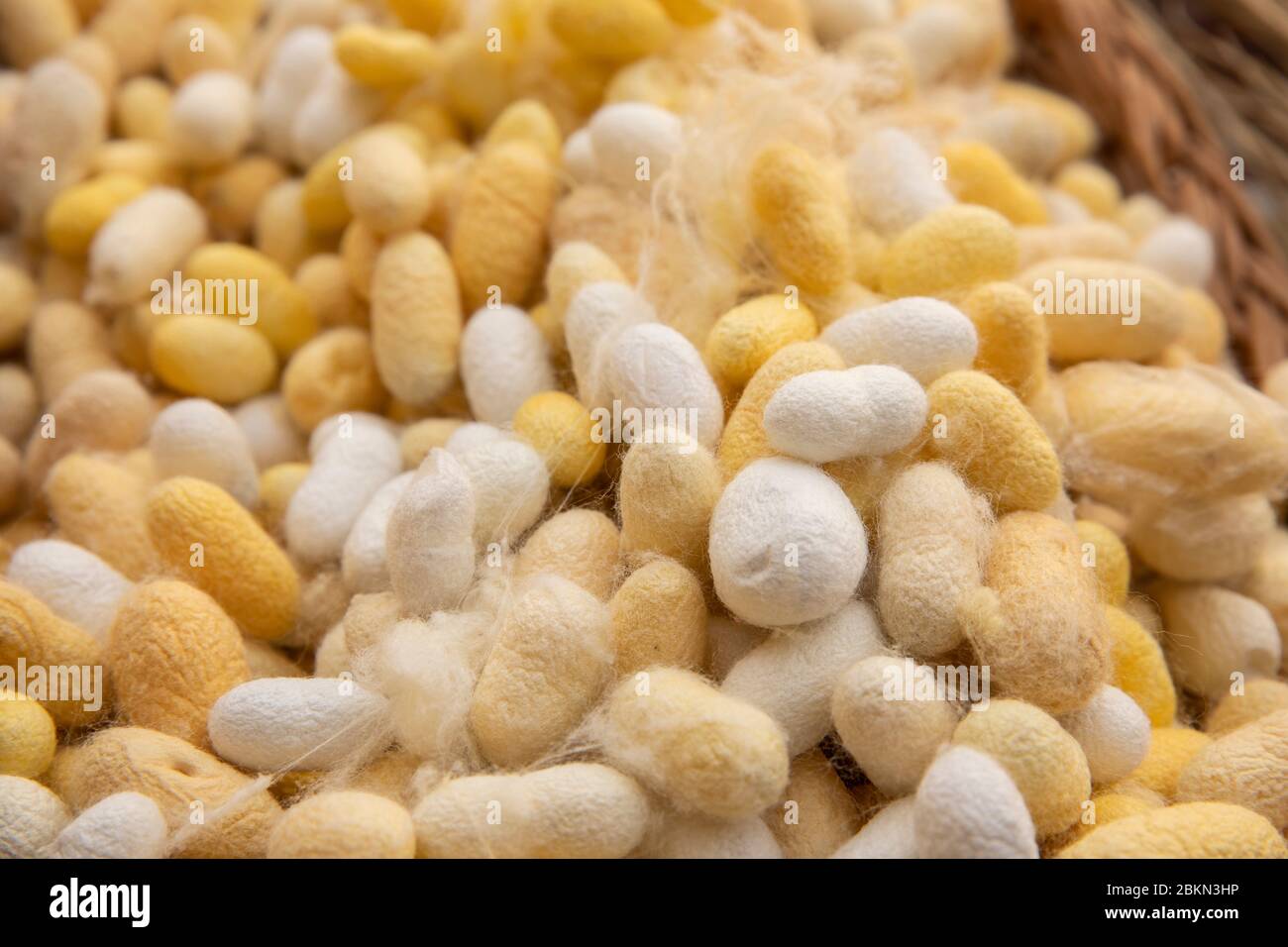 Yellow and white cocoons of silk in Konavle, Dalmatia, Croatia. The ...