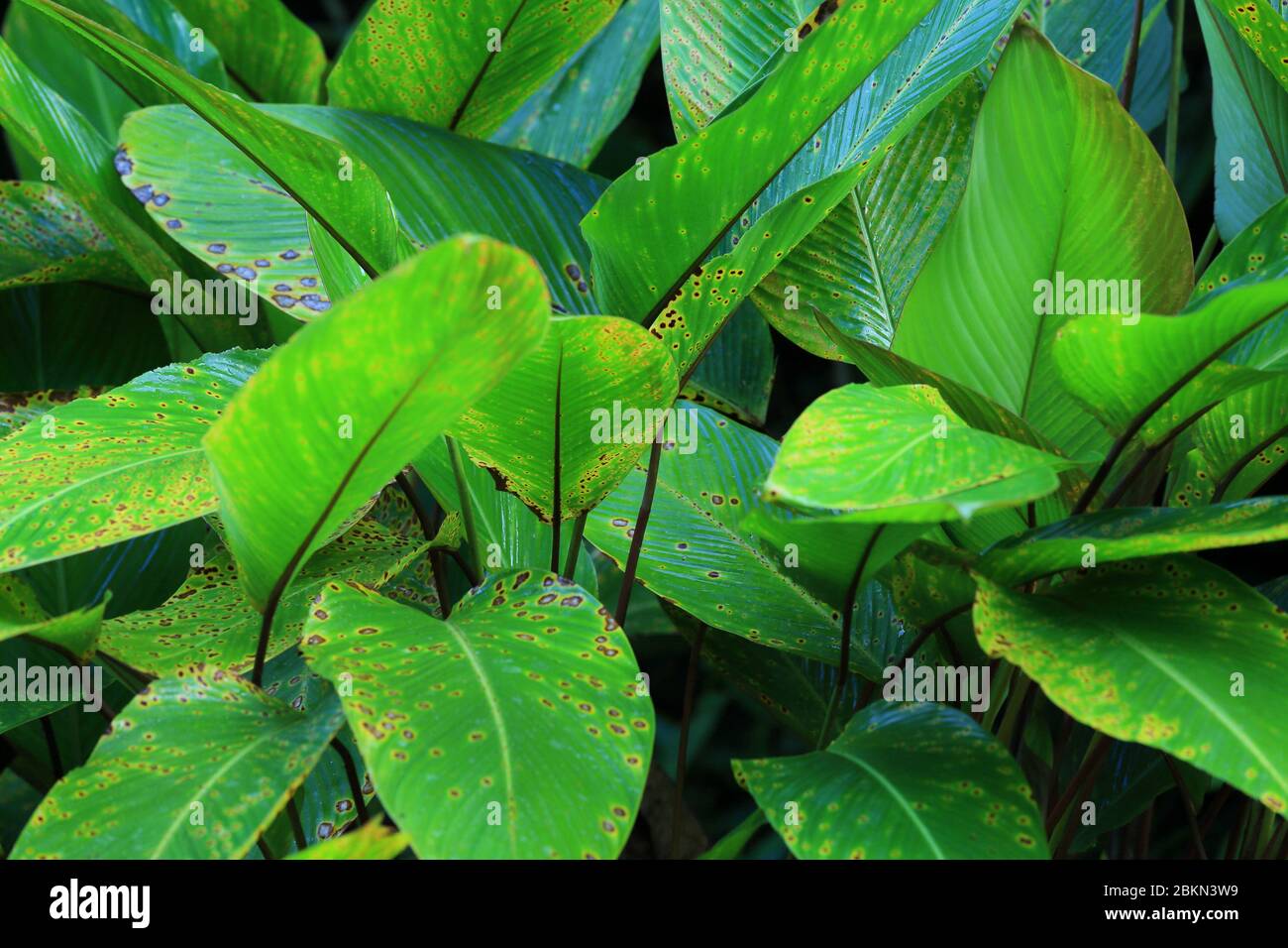 Arrowroot leaf hi-res stock photography and images - Alamy