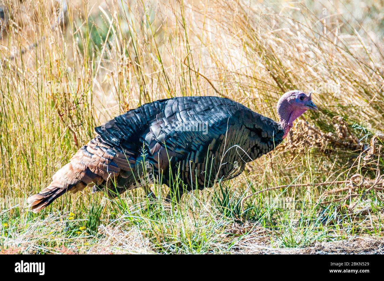 A gobbler (tom - male) wild turkey seen in the Mesa Verde National Park ...
