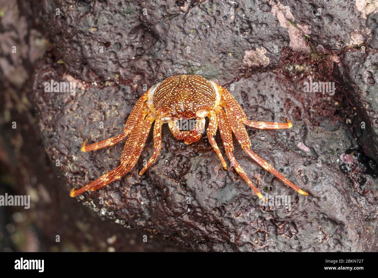 Beautiful colorful Sally Fish red Crab. Natural wildlife shot in San ...