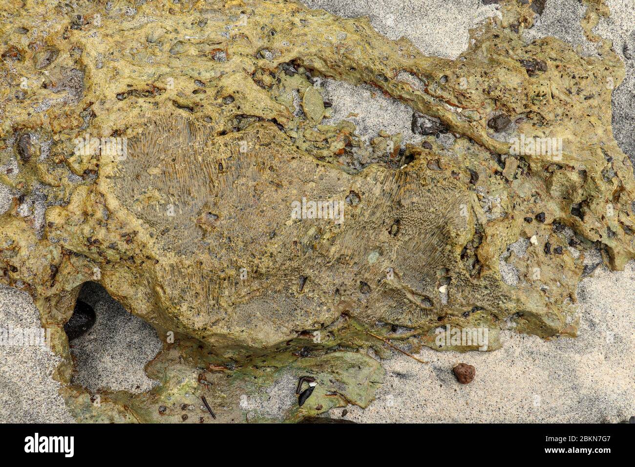 Fossilized sea animal on coast of Indian Ocean, Bali, Indonesia ...