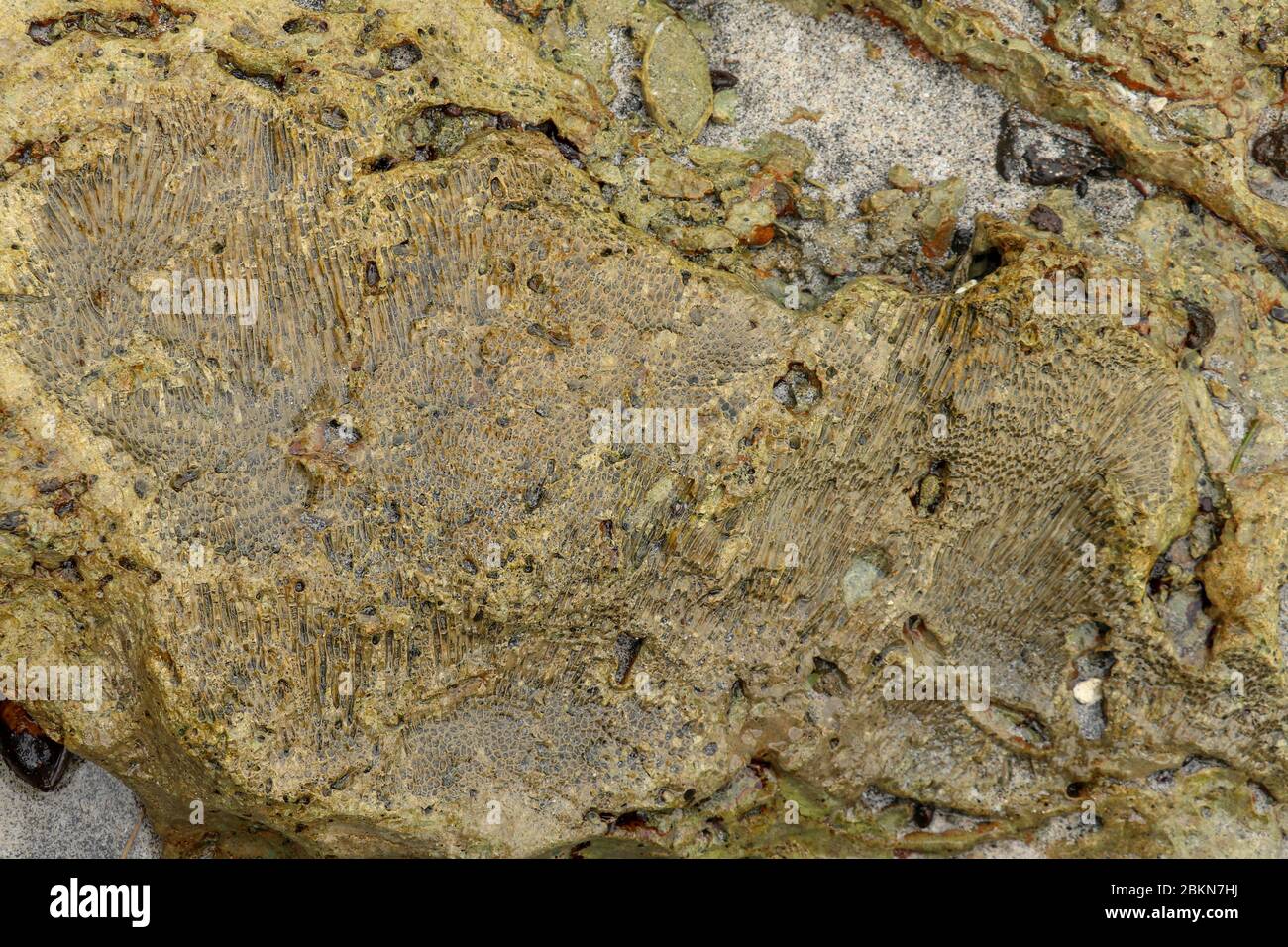 Fossilized sea animal on coast of Indian Ocean, Bali, Indonesia ...
