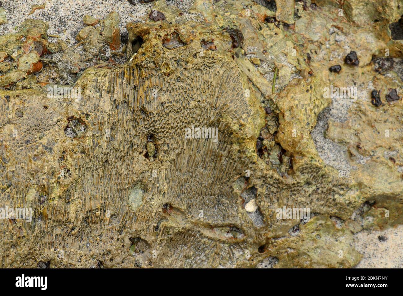 Fossilized sea animal on coast of Indian Ocean, Bali, Indonesia ...