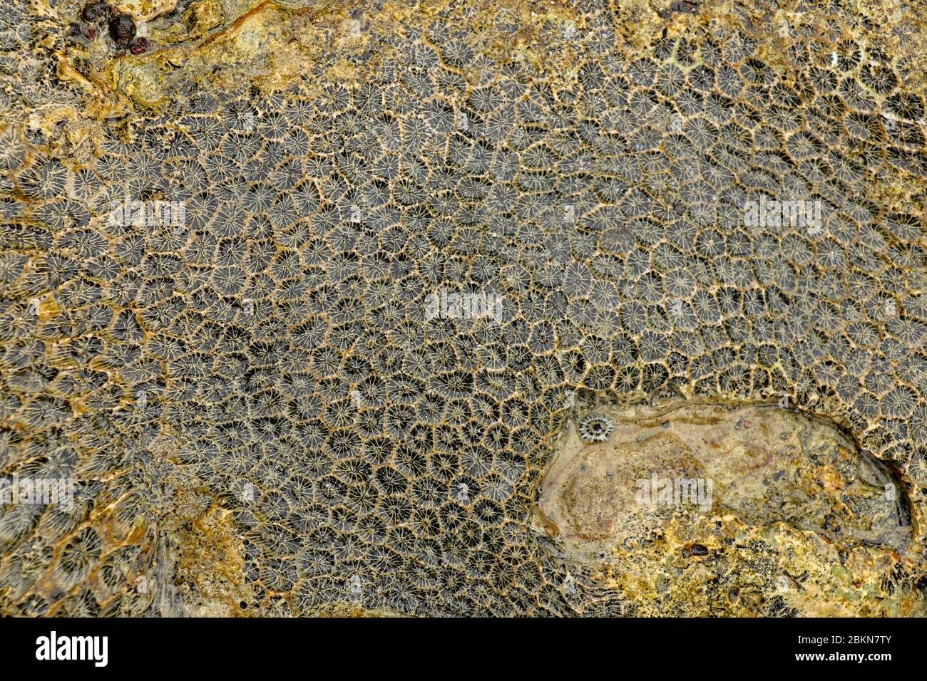 Fossilized sea animal on coast of Indian Ocean, Bali, Indonesia ...