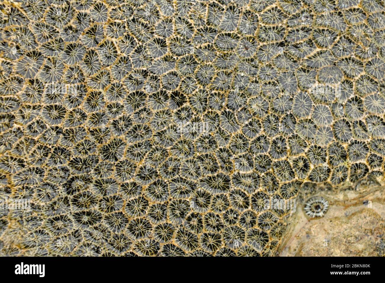 Fossilized sea animal on coast of Indian Ocean, Bali, Indonesia ...