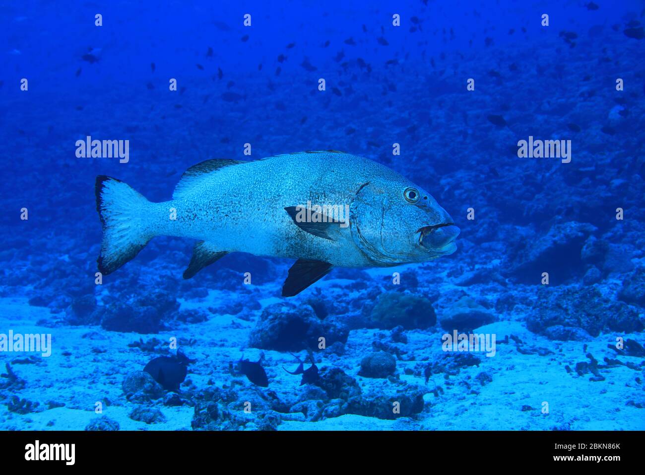 Giant sweetlips fish (Plectorhinchus obscurus) underwater in the ...