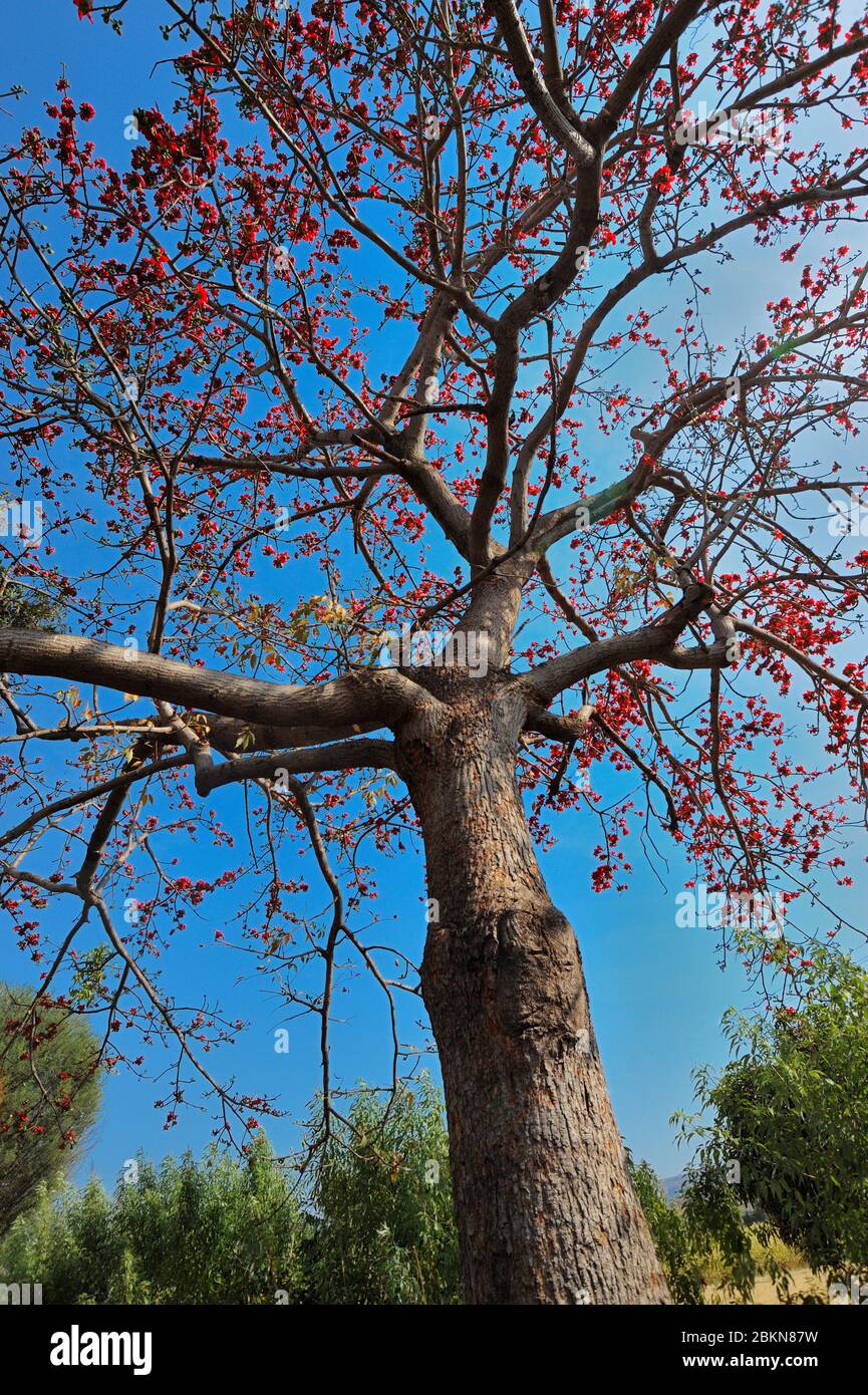 Bombax ceiba malabaricum Silk cotton tree on way to Wai Maharashtra ...