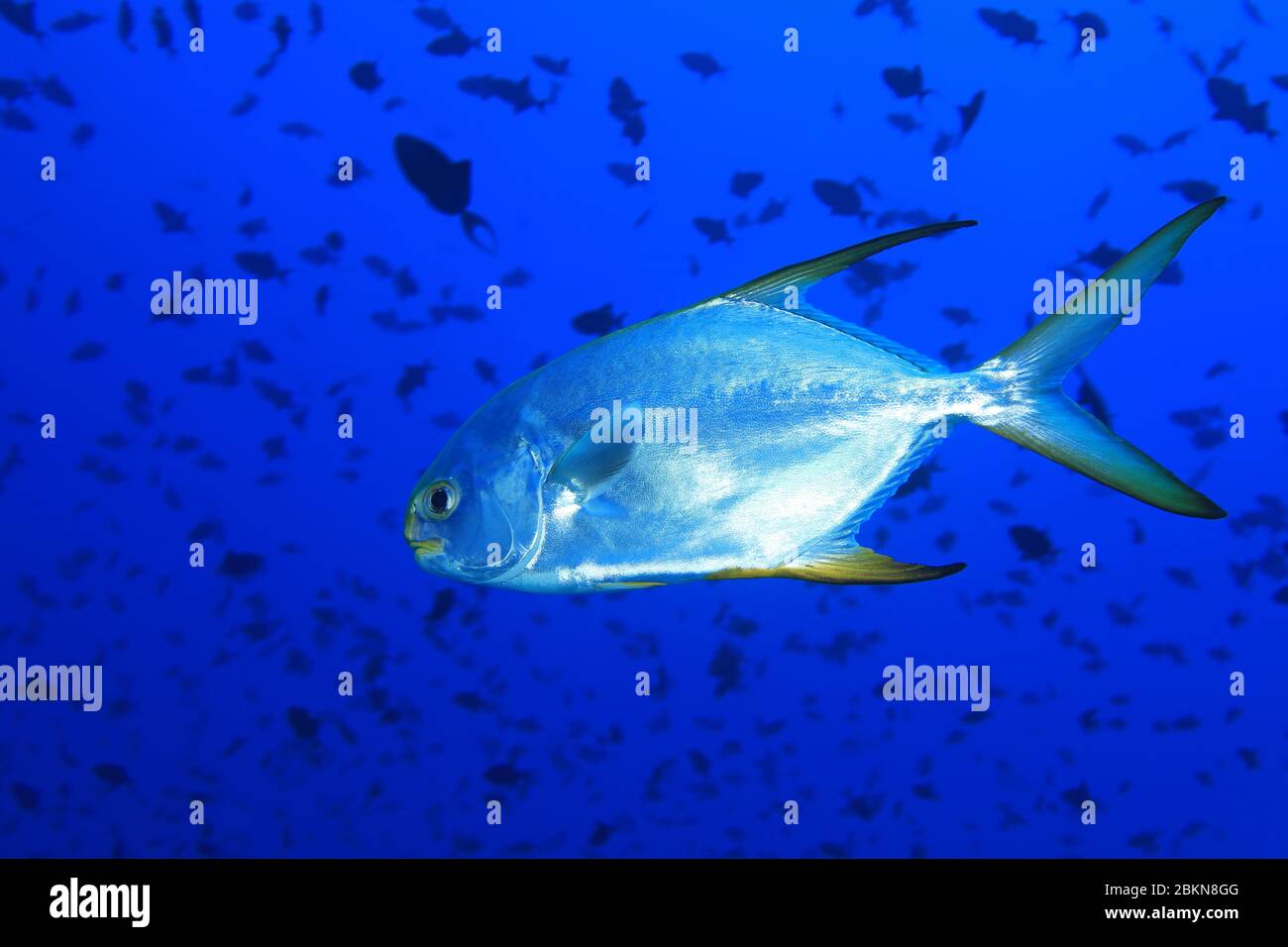 Pompano fish hi-res stock photography and images - Alamy